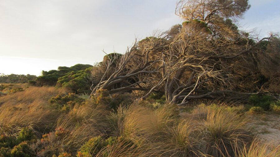 Windswept inlet on Rottnest Island