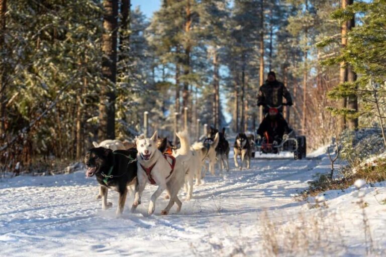 Rovaniemi: Autumn Husky Cart Ride with Hot Drink & Pickup - Value and Pricing Analysis