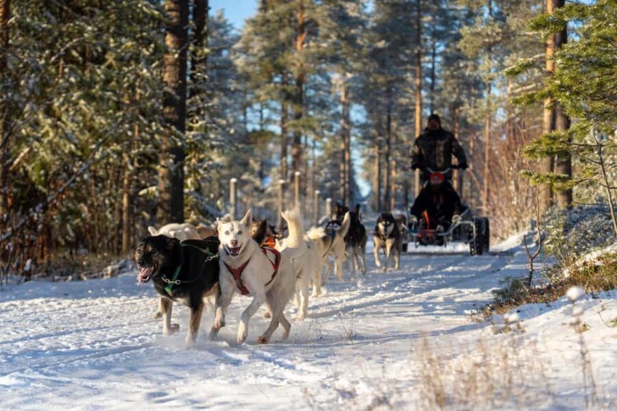 Rovaniemi: Autumn Husky Cart Ride with Hot Drink & Pickup - Value and Pricing Analysis