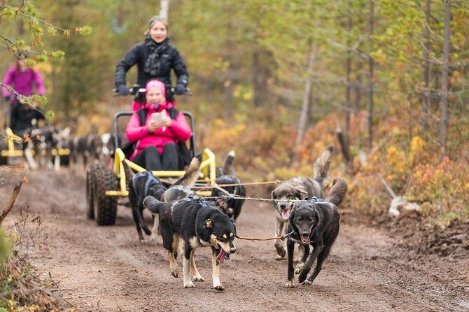 Rovaniemi: Born to Run 4km Self driven Husky Cart tour in Autumn - A Deep Dive into the Experience