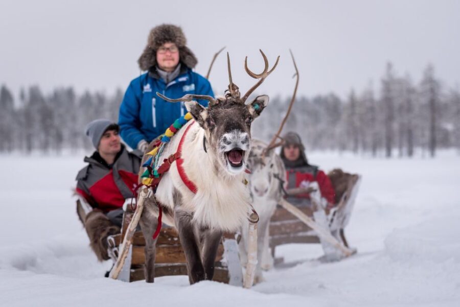 Rovaniemi: Family Fun Day with Huskies and Reindeer - Who Should Consider This Tour?