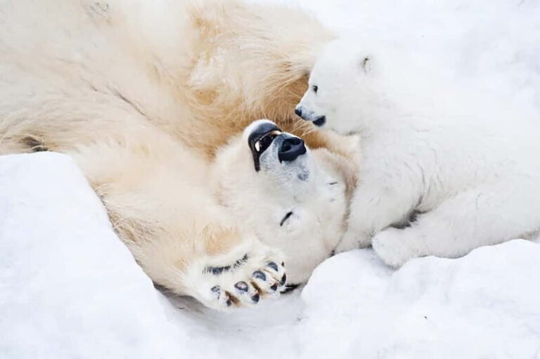 Rovaniemi: Full-Day Highlights Tour with Buffet Lunch - Is It Worth the Price?