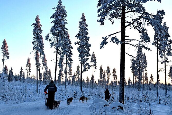 Rovaniemi Husky Safari - Self Drive Adventure 6-10km + BBQ - What’s Included and What You Need to Know