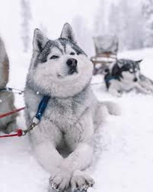 Rovaniemi: Husky Sled Ride 2km and Kennel Visit with Pickup - Analyzing the Value: Is It Worth the Price?