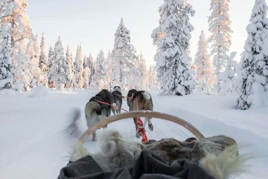 Rovaniemi: Husky Sled Ride and Farm Visit - Authentic Experiences or Tour Routines?