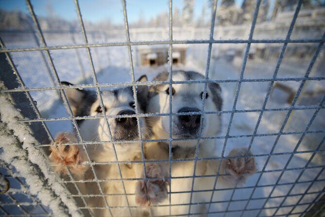 Rovaniemi Lapland Husky Experience 5km - The Pros & Cons of the Husky Sled Ride