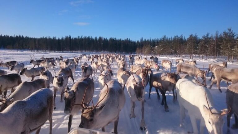 Rovaniemi: Private Reindeer Farm Visit and Walk-Along - An In-Depth Review of the Reindeer Farm Experience