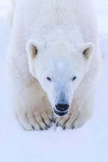 Rovaniemi: Ranua Arctic Wildlife & Hot BBQ lunch + Transfers - Final Verdict