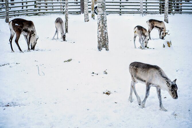 Rovaniemi: Ranua Arctic Wildlife Zoo Park Tour & Hot BBQ lunch - Who Should Consider This Tour?