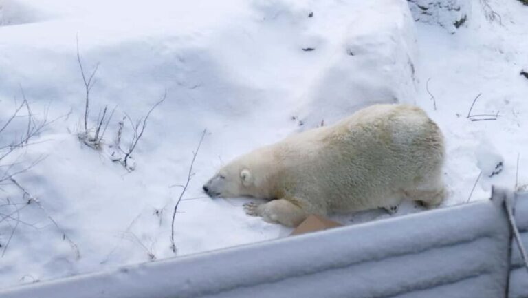 Rovaniemi: Ranua Wildlife Park Tour with Photos & Guide - Final Thoughts