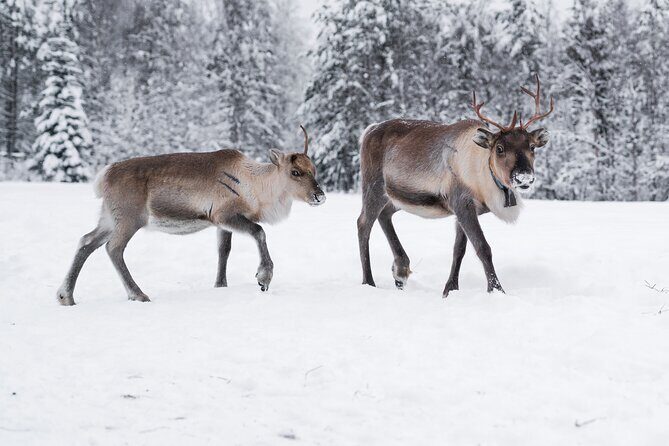 ROVANIEMI: Reindeer Farm Visit and Walking - An In-Depth Look at the Tour Experience
