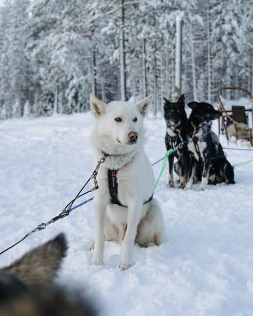 Rovaniemi: Small group Adults-Only 12-18km Husky Tour - What Makes This Tour Stand Out?