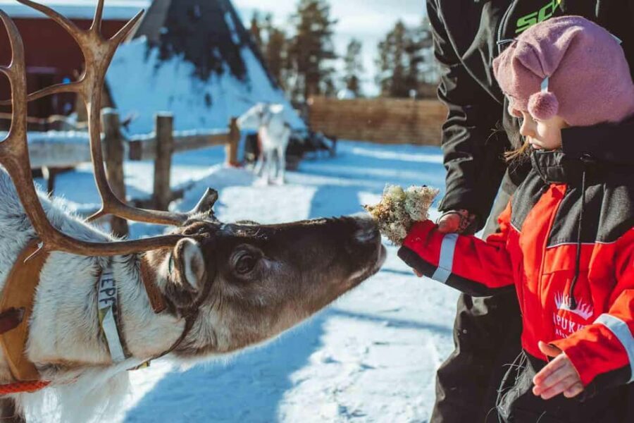 Rovaniemi: Snow Tour with Huskies, Reindeer, & Mini Scooters - The Real Experience From Reviews