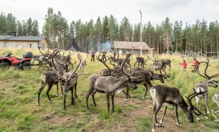 Rovaniemi: Summer Reindeer Farm Experience - Transportation, Timing, and Group Size