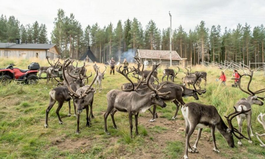 Rovaniemi: Summer Reindeer Farm Experience - Transportation, Timing, and Group Size