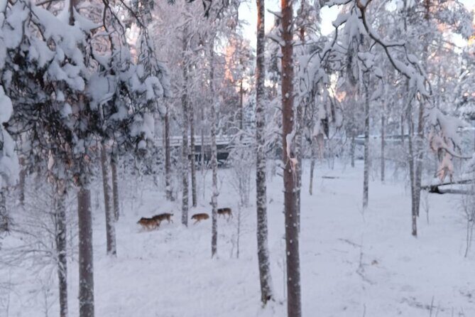 Rovaniemi: Trip to Ranua Zoo with Tickets Included - Detailed Breakdown of the Itinerary