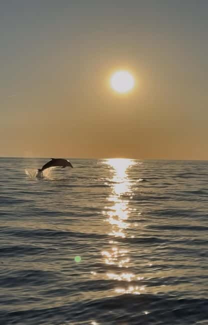 Rovinj: Shared Dolphin and Sunset Tour with Drinks - What Makes This Tour Stand Out