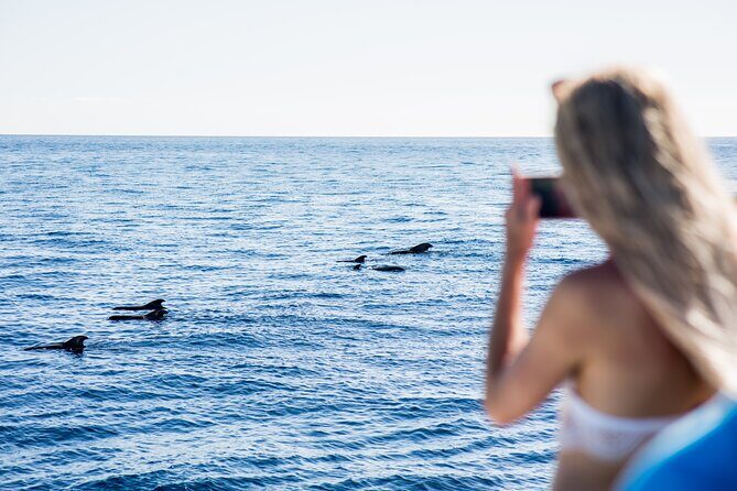Royal Dolphin Whale watching excursion - The Pros and Cons in a Nutshell