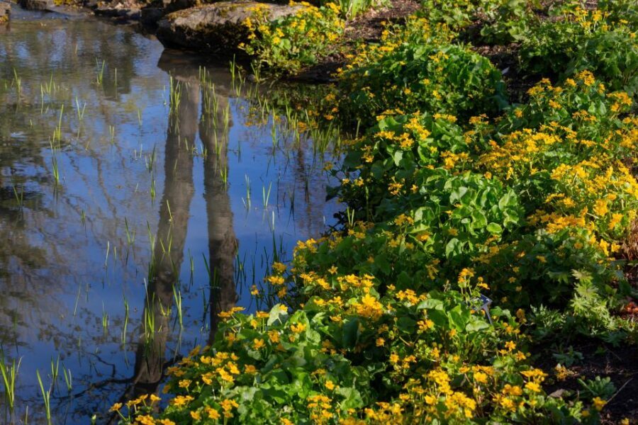 Royal Horticultural Society: Harlow Carr Garden Ticket - Why We Think Harlow Carr is a Great Choice