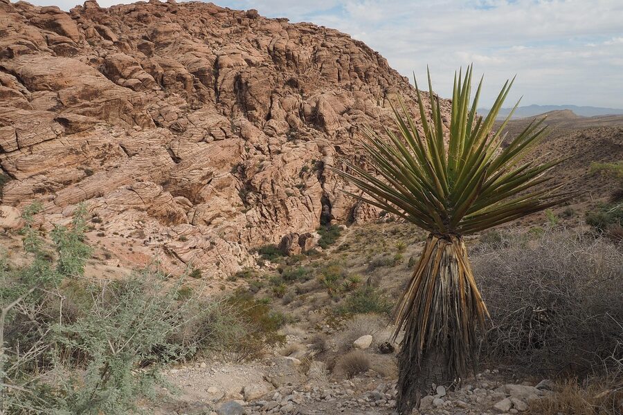 Nevada Red Rock Canyon desert red mountains landscape
