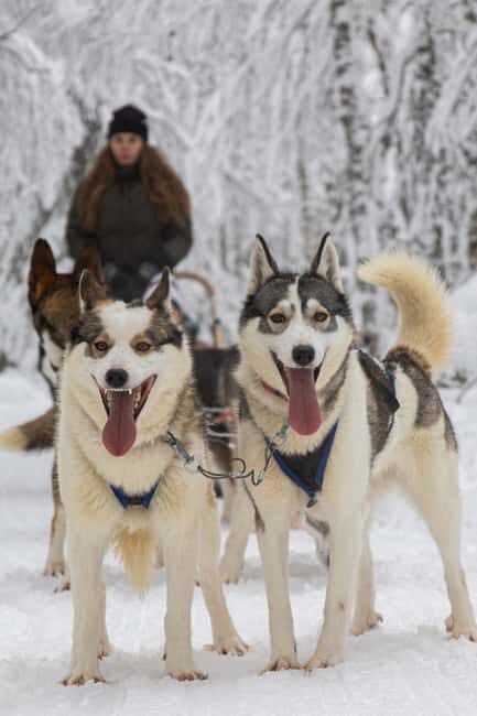 Ruka: 2,5km Family Husky Safari - Who Is This Tour Best For?