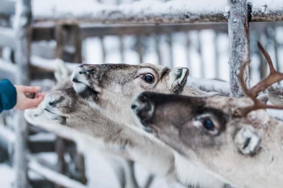 Ruka: Reindeer Ride and Husky Safari with Snacks - Who Would Love This Experience?