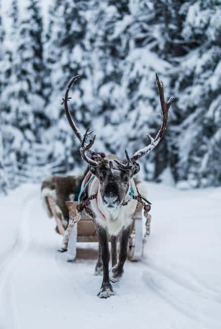 Ruka: Reindeer Ride with Feeding - The Guides and the Experience