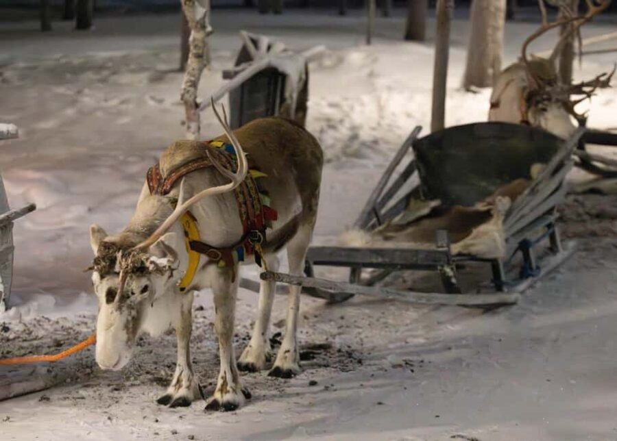 Saariselkä : Reindeer Sleigh Ride with Snacks & Hot Drink - Evaluating the Tour’s Value