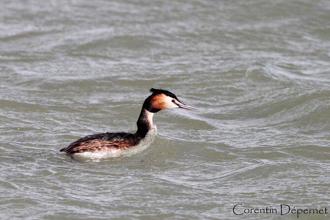 Safari 4x4 Camargue 2 hours - Saintes Maries de la Mer - Private Tour - Final Thoughts