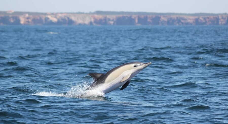 Sagres: Dolphin Watching Tour - Final Thoughts: Is It Worth It?