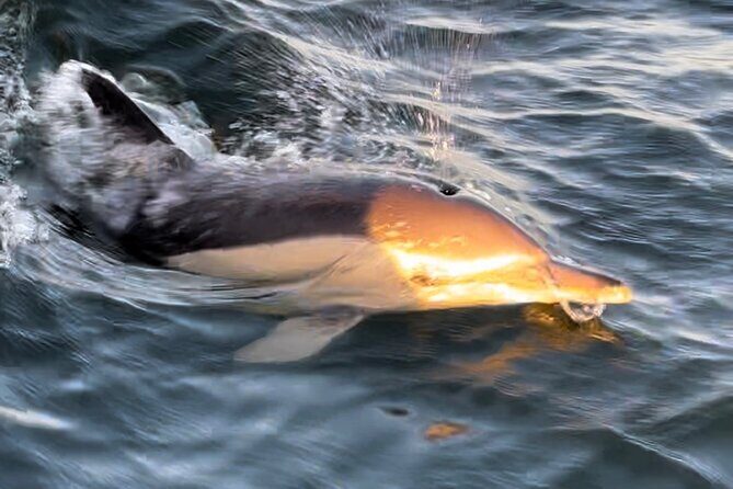 Sailboat Excursion along the Magnificent Tagus River - Overview of the Experience