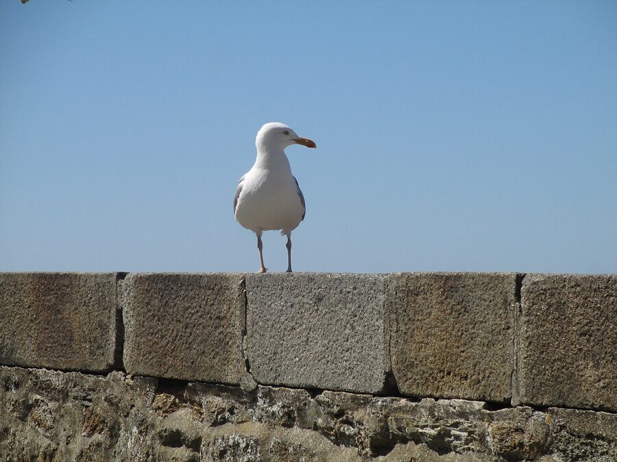 Walking the ramparts of Saint-Malo Intra-Muros