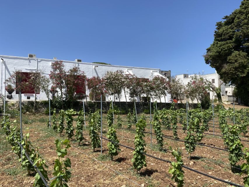 Salento Wine Tradition: Historic Cellar Visit & Tasting - Final Thoughts: Who Is This Tour For?