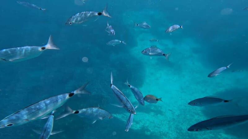 Salou: Underwater scooters - Who Will Enjoy This Tour?