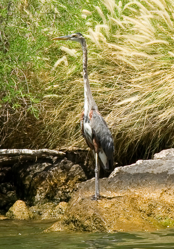 Juvenile great blue heron at Canyon Lake, Arizona