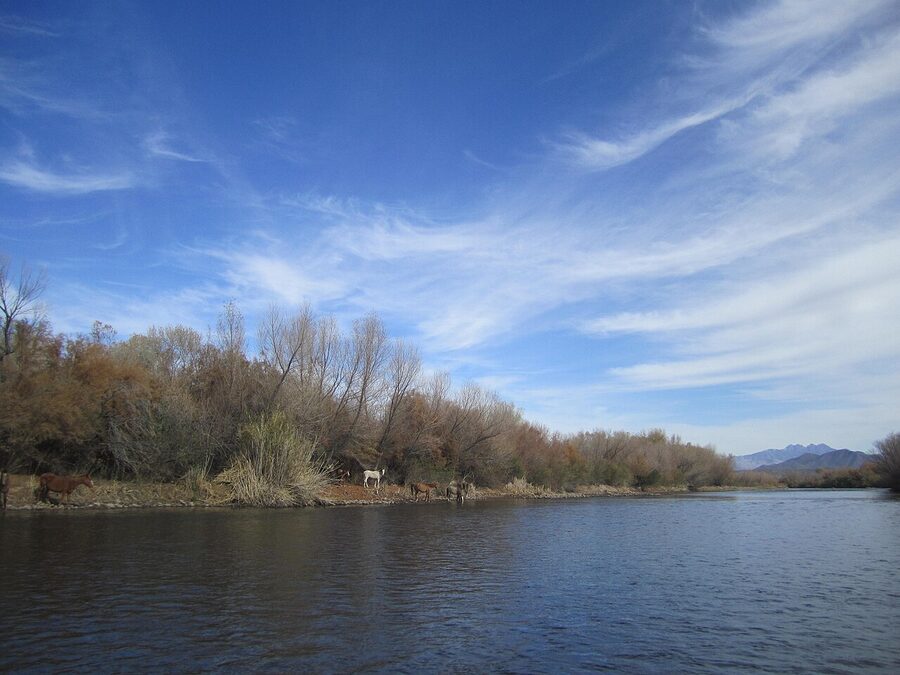 Wild horses of the Tonto, Lower Salt River