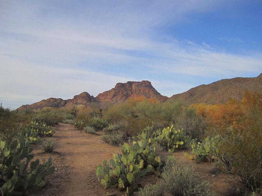 Saguaro and Red Mountain at Phon D Sutton Recreation Area, Arizona