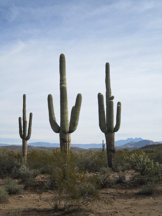Saguaros along the Phon D Sutton riparian trail, Lower Salt River
