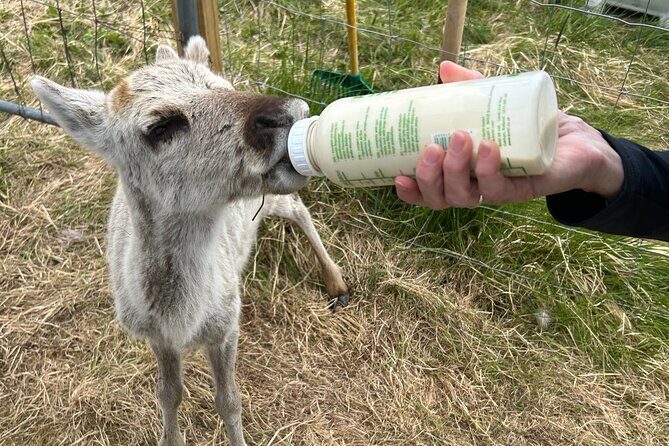 Sami Culture and Reindeer Cuddles Experience - Who Is This Tour Best Suited For?