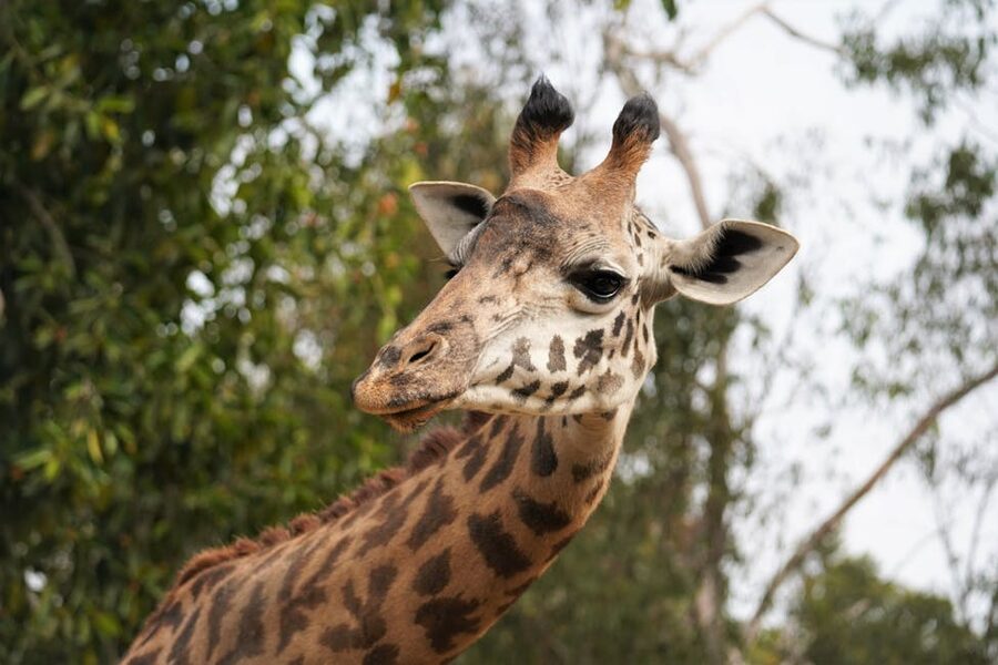 Close-up of a giraffe's neck and head in San Diego