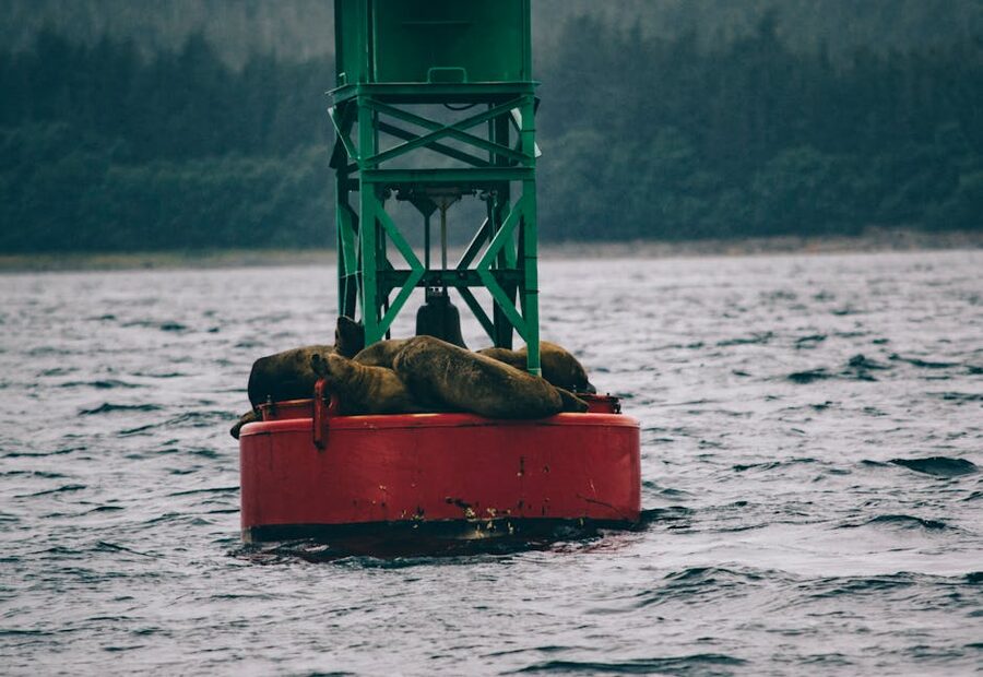 California sea lions lounging on a floating buoy in San Diego Bay
