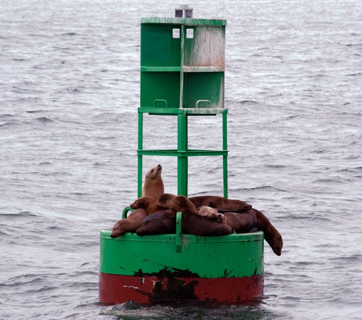 Sea lions sleeping on a green ocean buoy in San Diego