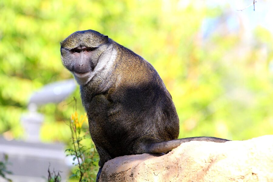 Chimpanzee at the San Diego Zoo primate exhibit