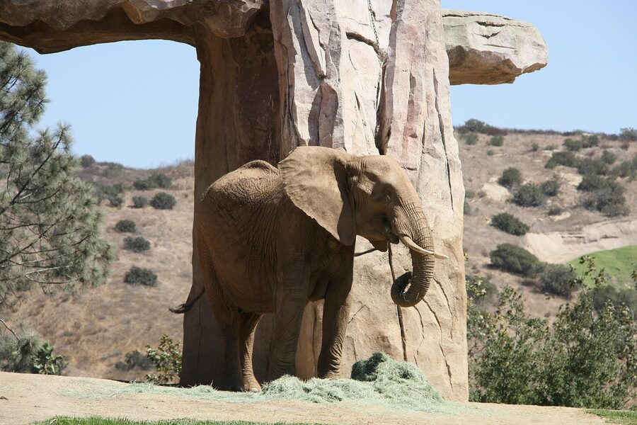 Elephant at the San Diego Zoo Elephant Odyssey