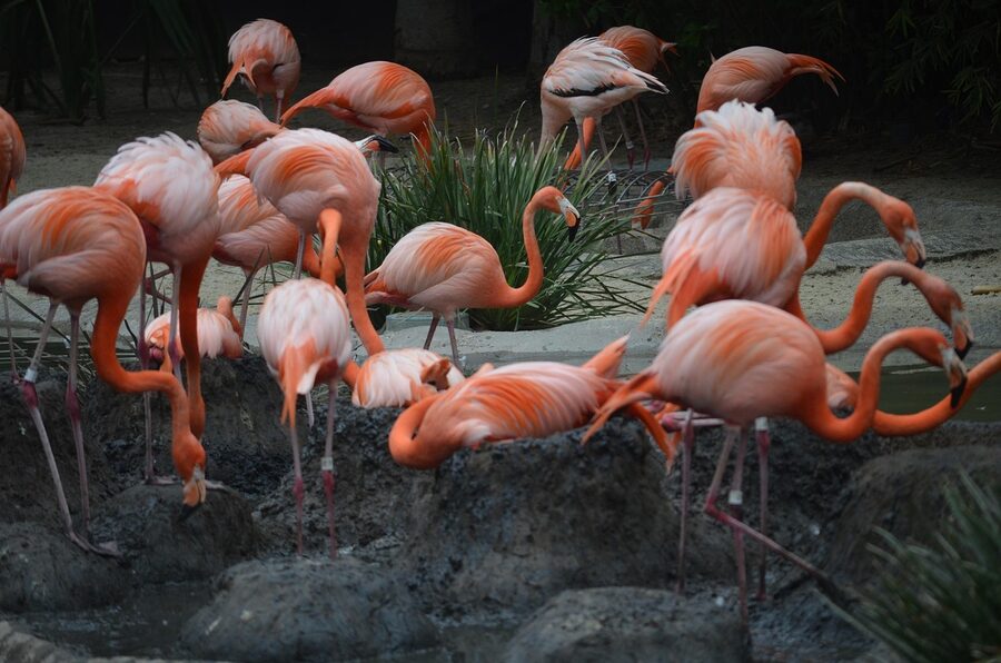 Flamingos in their San Diego Zoo enclosure
