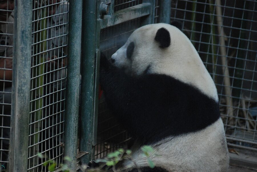 Giant panda eating bamboo at the San Diego Zoo