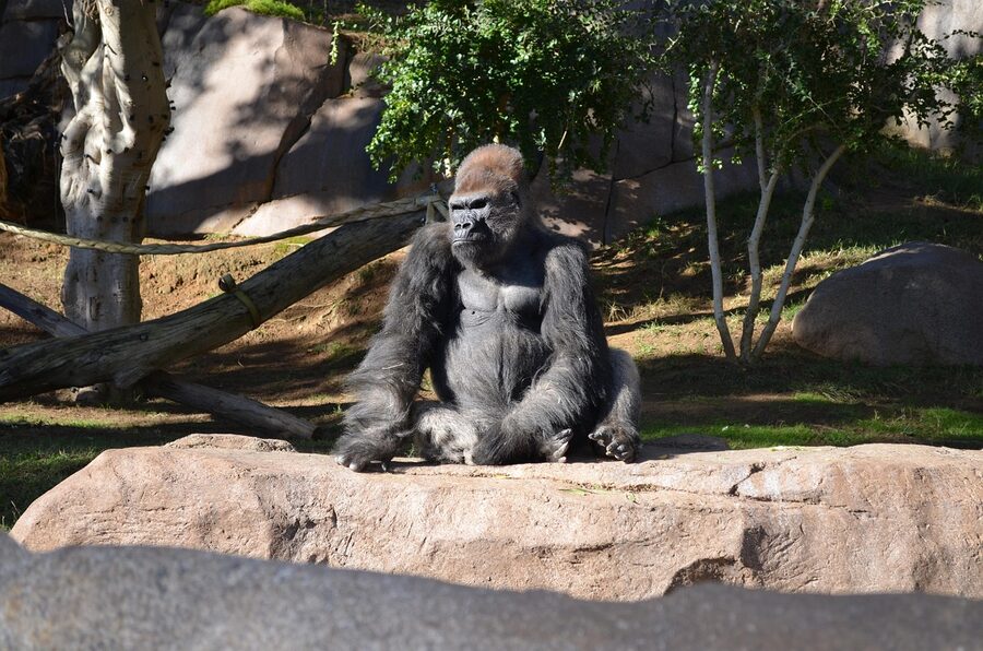 Gorilla sitting in the sun at the San Diego Zoo
