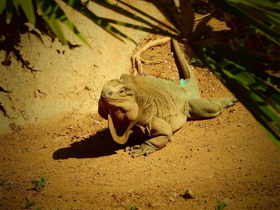 Green iguana at the San Diego Zoo reptile house