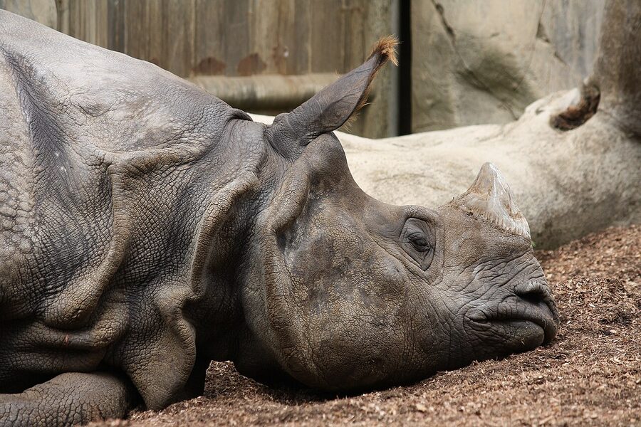 Indian rhinoceros in the San Diego Zoo habitat