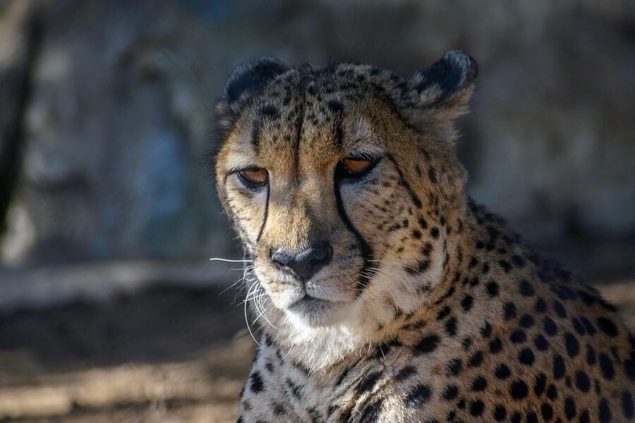 Leopard resting at the San Diego Zoo Africa Rocks exhibit